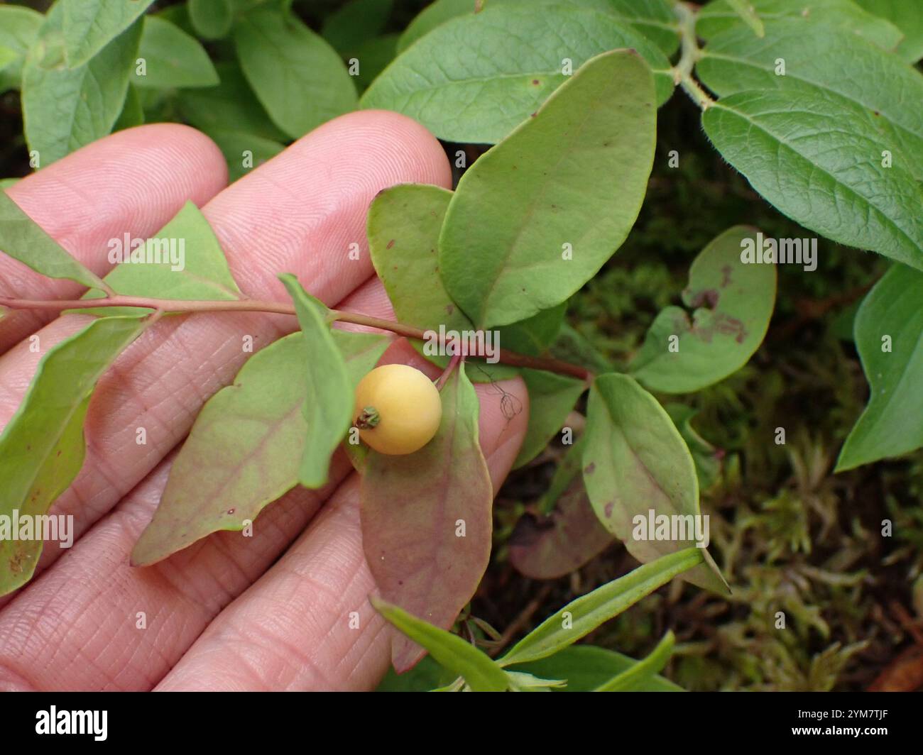 Northern Comandra (Geocaulon lividum Stock Photo - Alamy