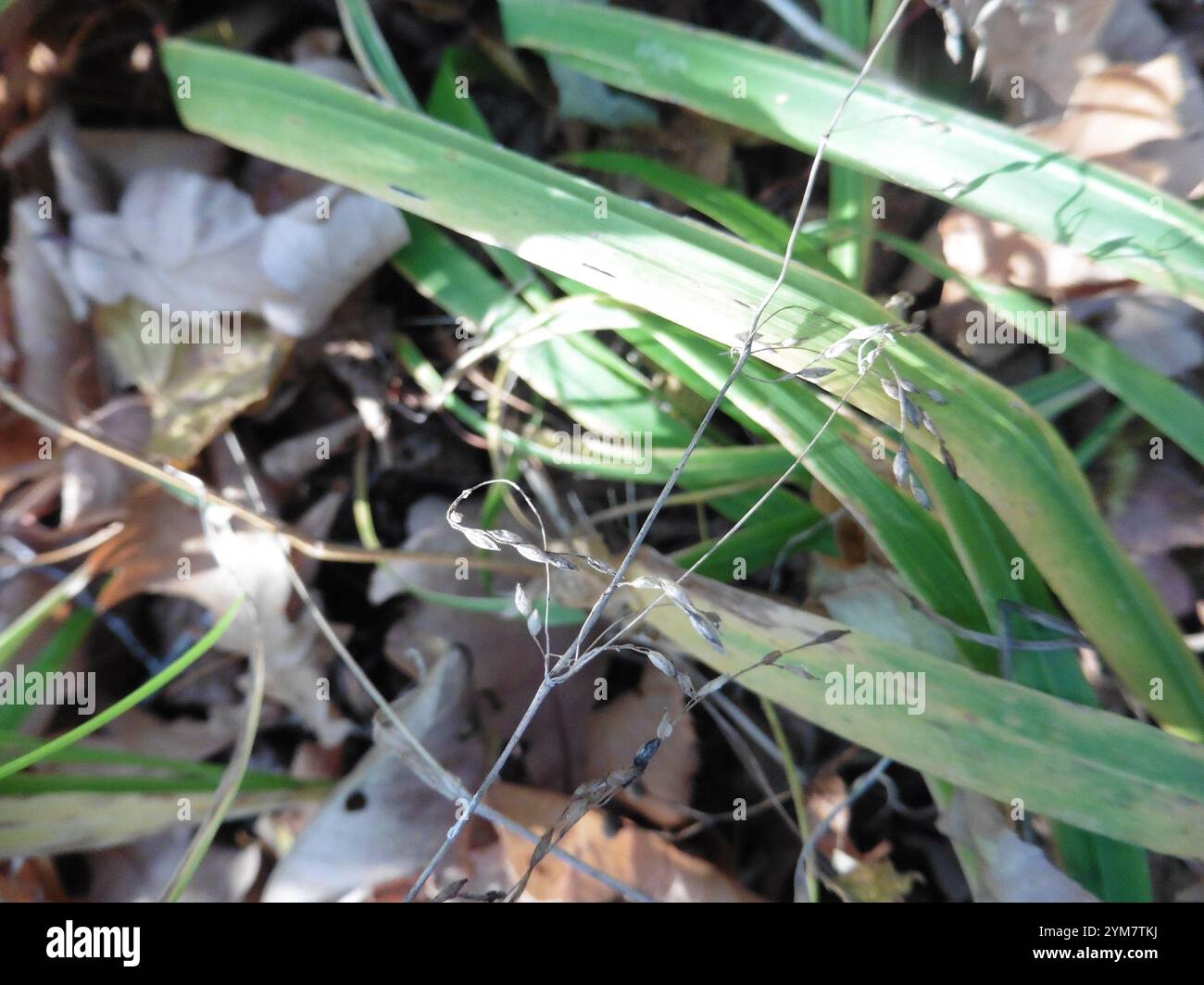 Wood Millet (Milium effusum Stock Photo - Alamy