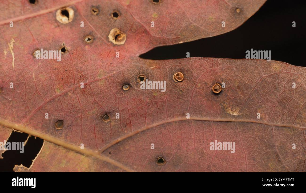 Tantulus hi-res stock photography and images - Alamy