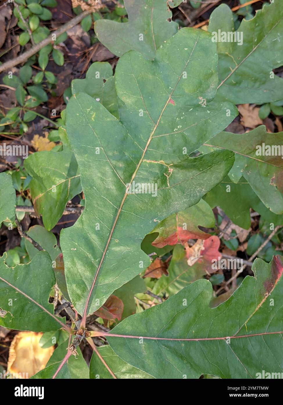 white oak (Quercus alba Stock Photo - Alamy