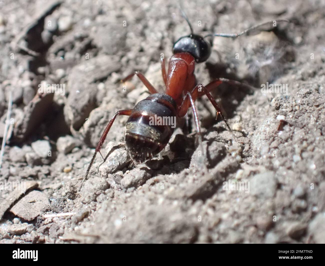 Camponotus vicinus hi-res stock photography and images - Alamy