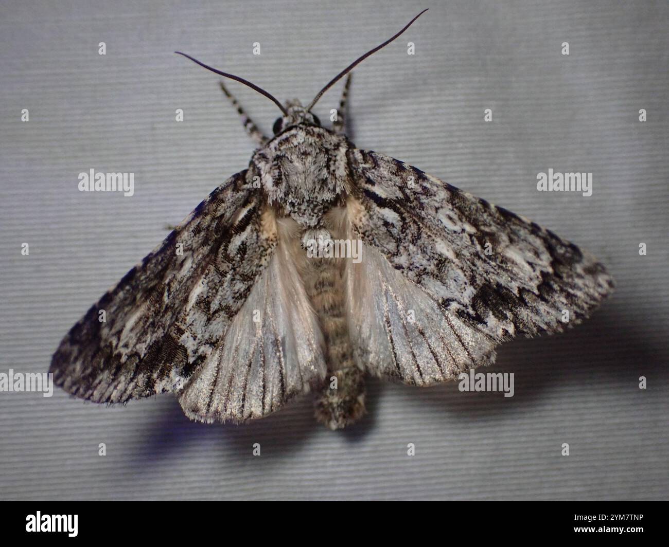 Marbled Oak Dagger (Acronicta marmorata Stock Photo - Alamy