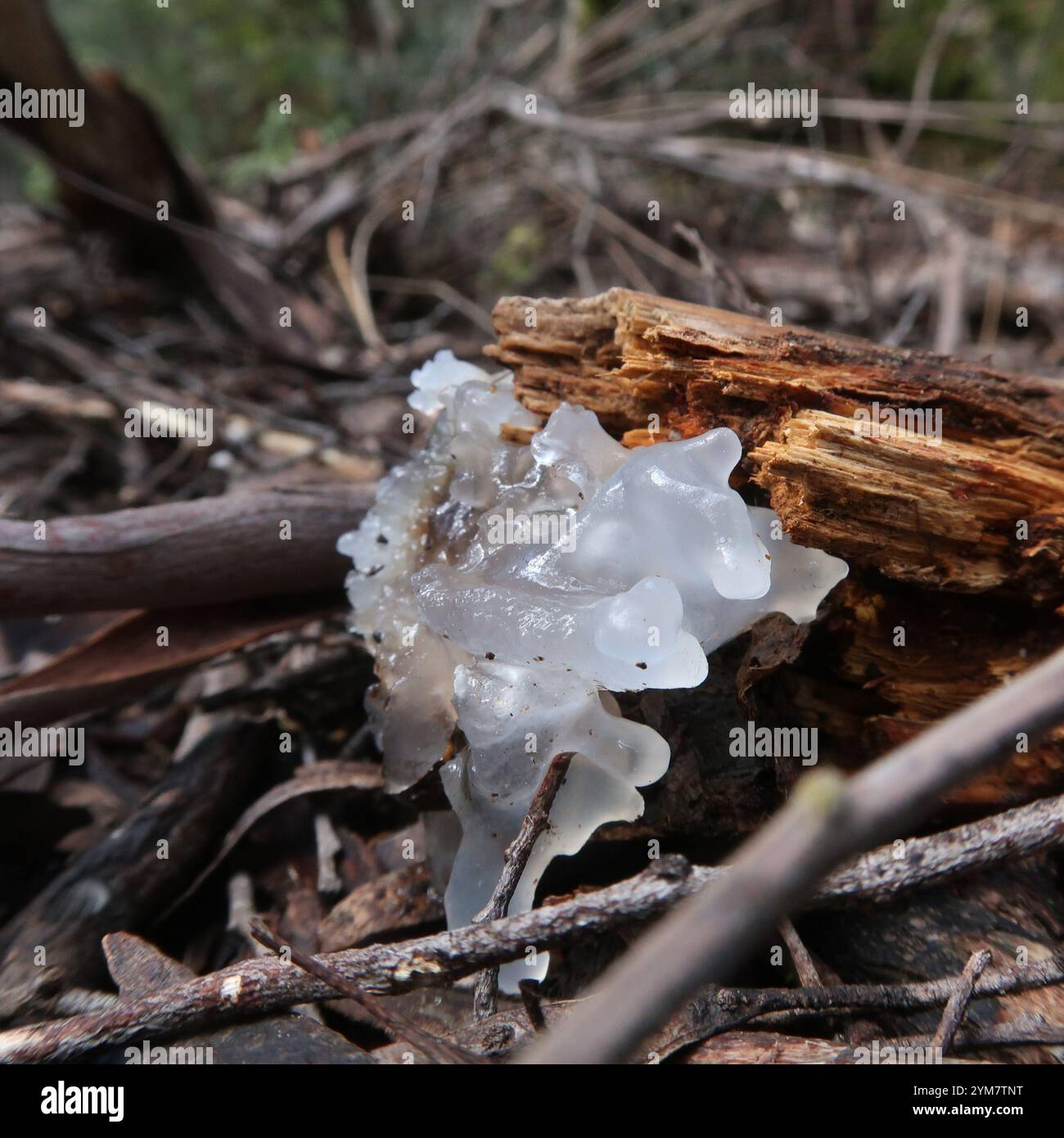 snow fungus (Tremella fuciformis Stock Photo - Alamy