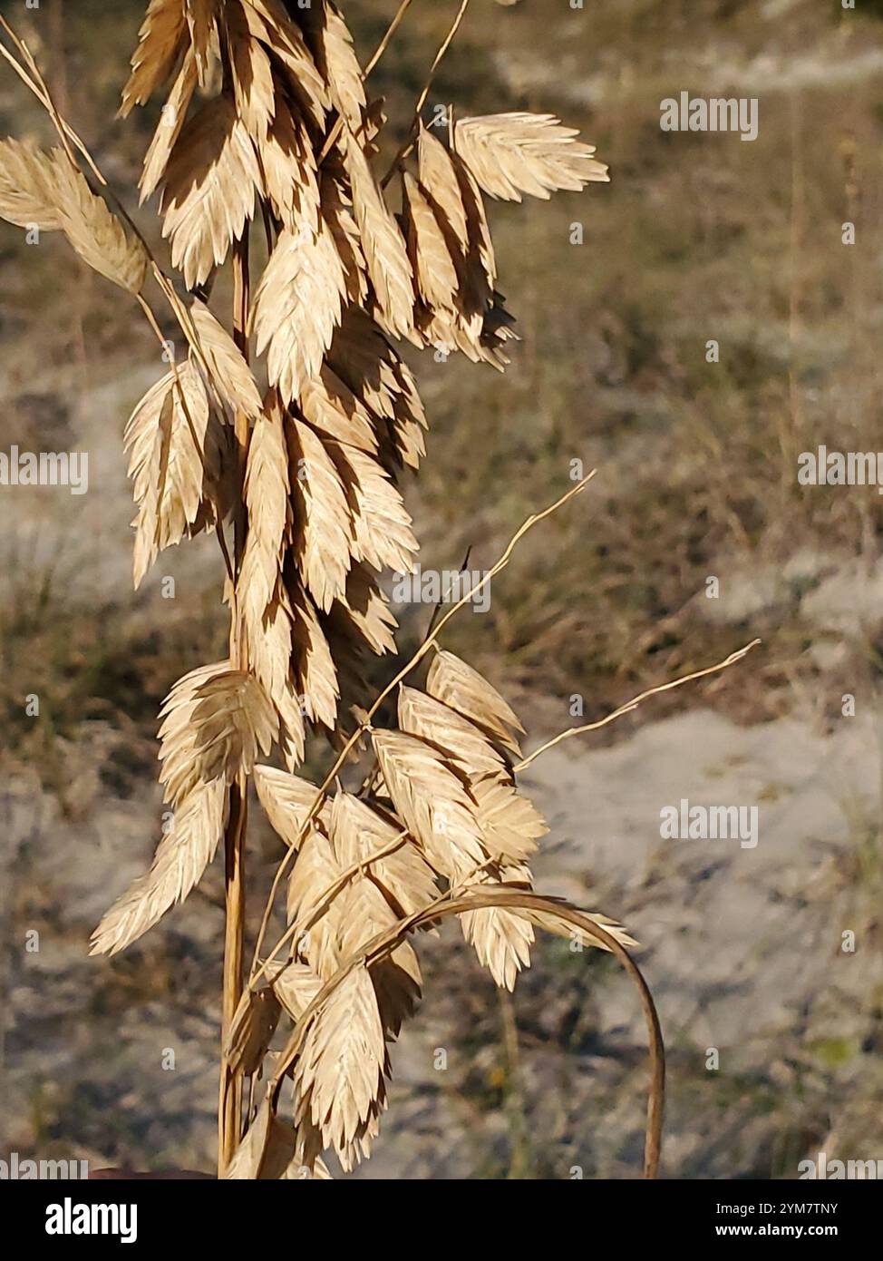 sea oats (Uniola paniculata Stock Photo - Alamy