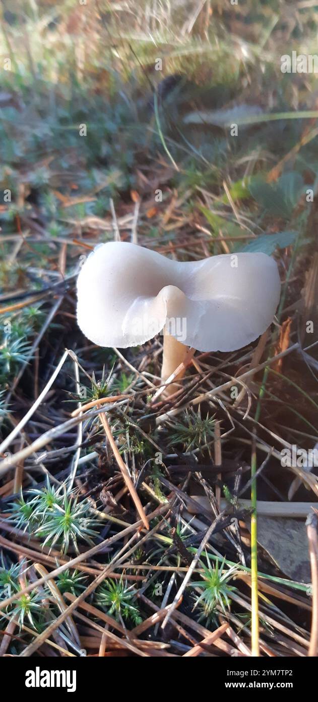 Fragrant Funnel (Clitocybe fragrans Stock Photo - Alamy