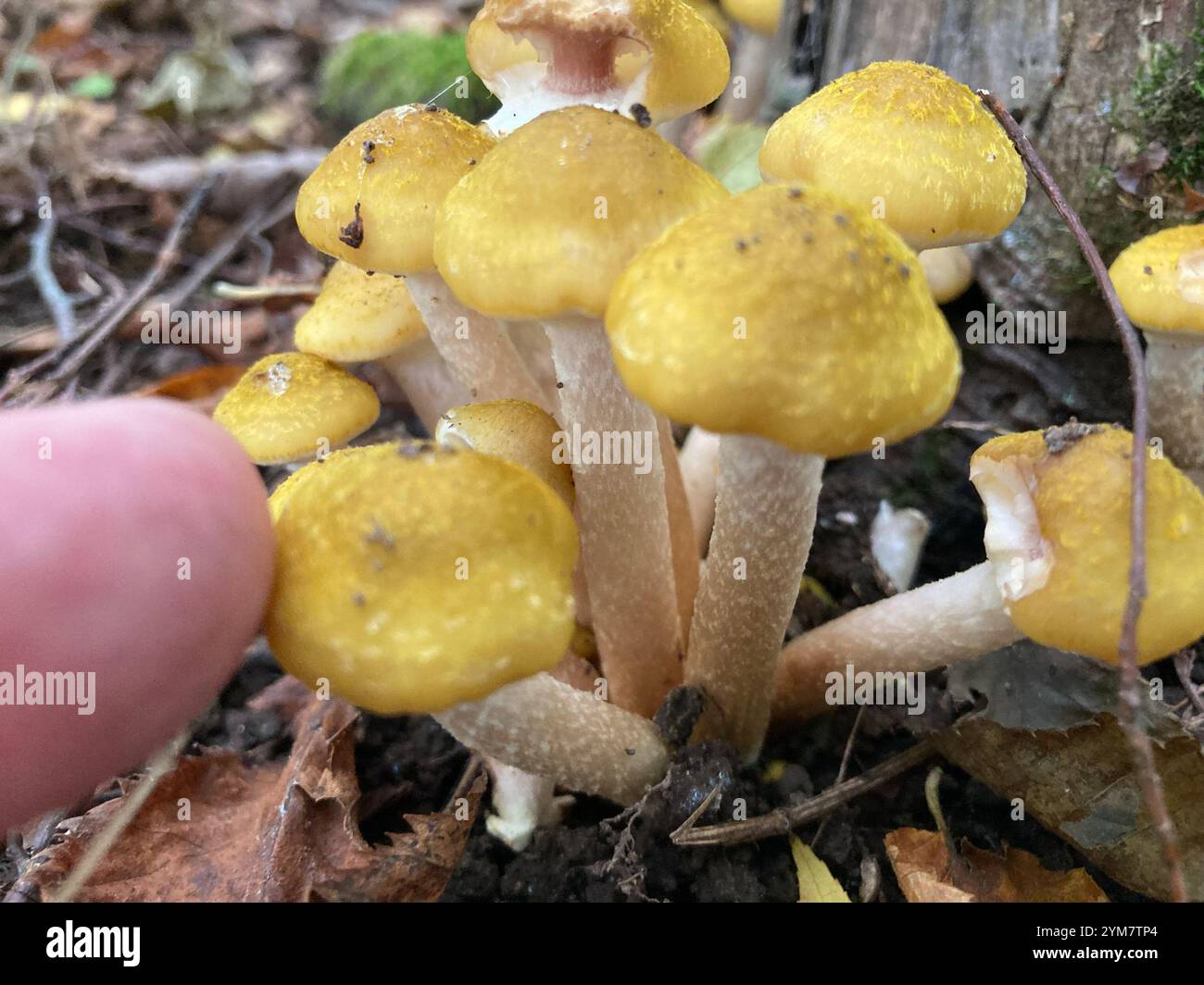 honey mushrooms (Armillaria Stock Photo - Alamy