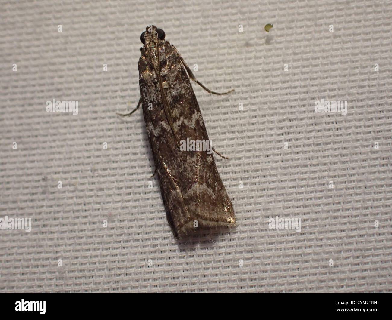Coneworm hi-res stock photography and images - Alamy