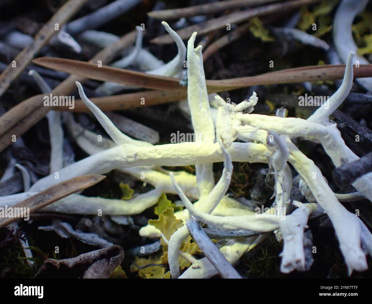 Whiteworm Lichen (Thamnolia vermicularis Stock Photo - Alamy