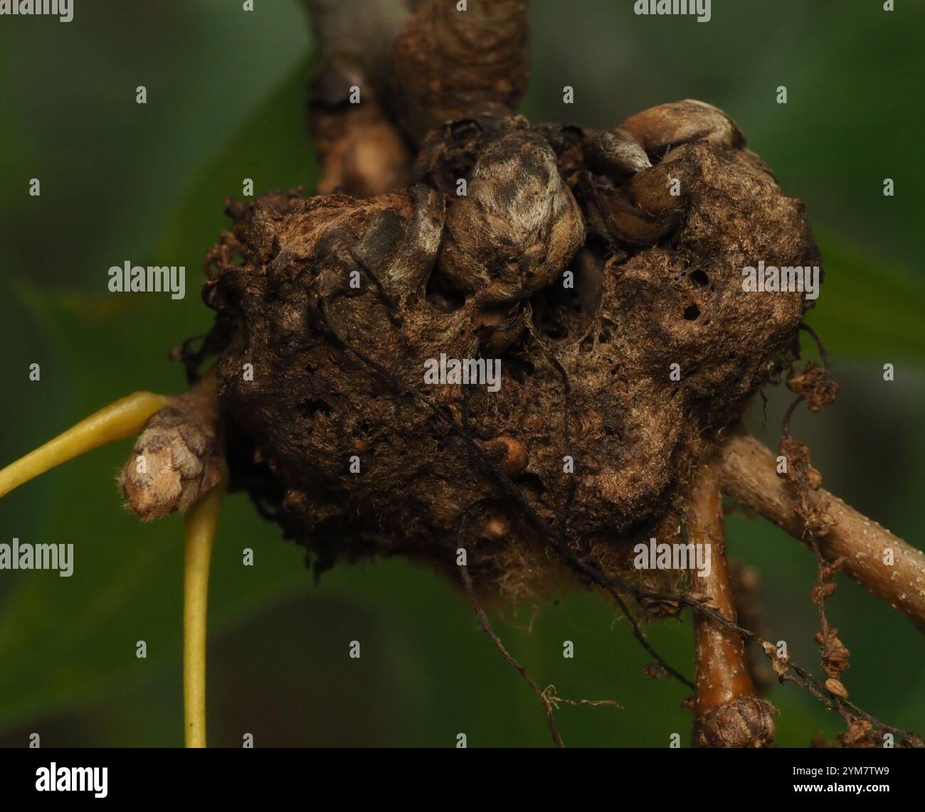 Woolly Catkin Gall Wasp (Callirhytis quercusoperator Stock Photo - Alamy