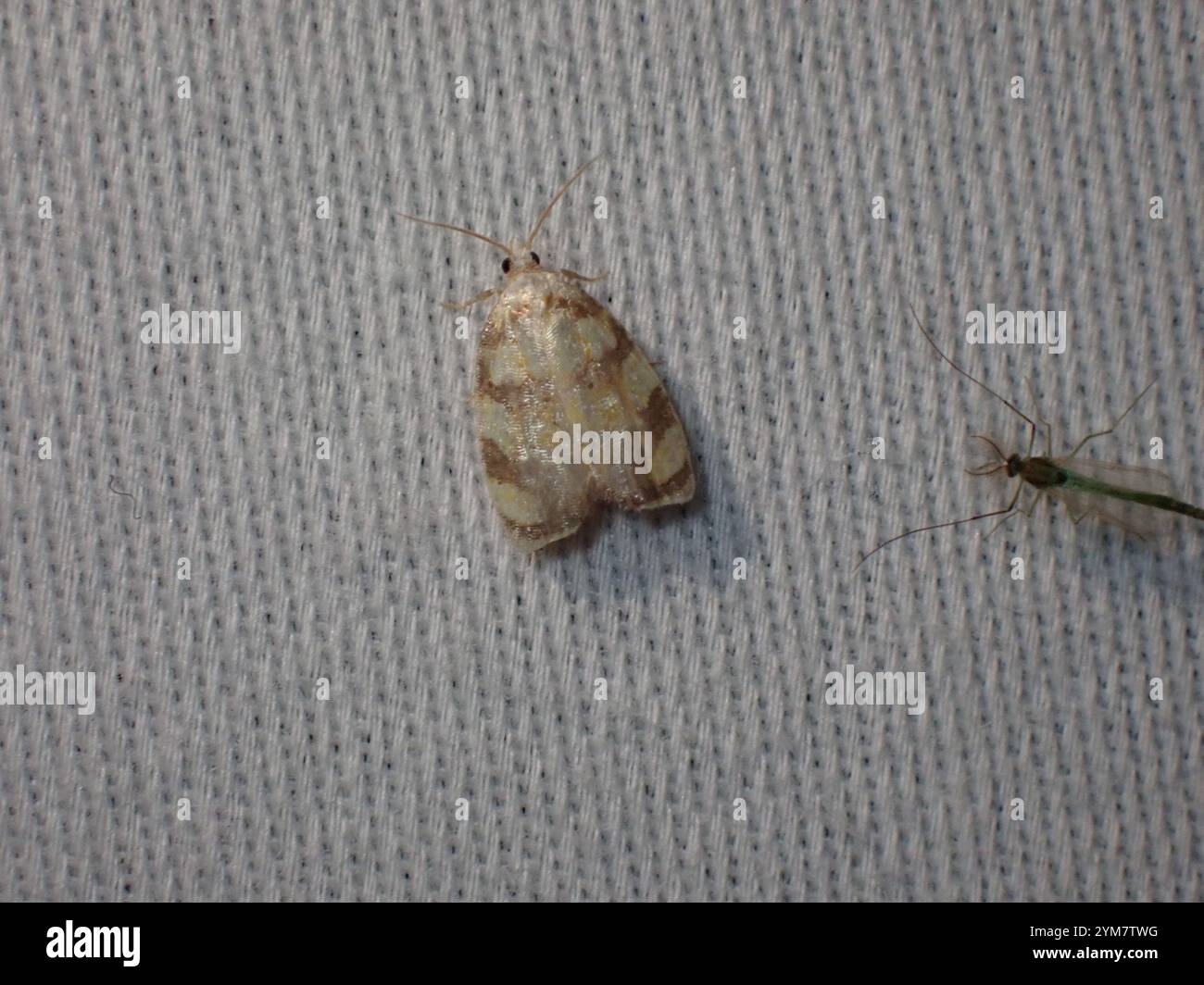 Red-edged Acleris Moth (Acleris albicomana Stock Photo - Alamy