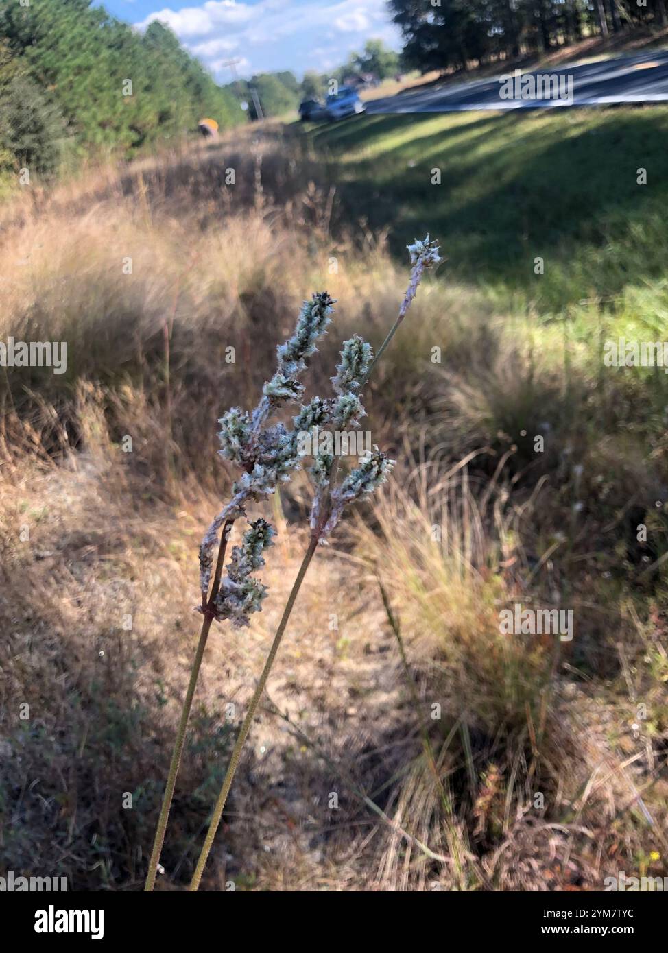 Plains Snakecotton (Froelichia floridana Stock Photo - Alamy