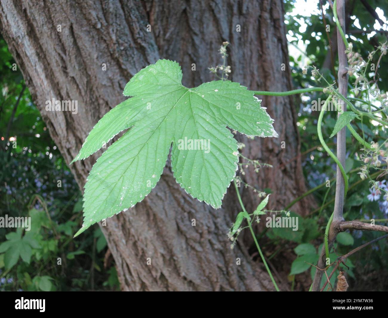 Japanese Hops (Humulus scandens Stock Photo - Alamy