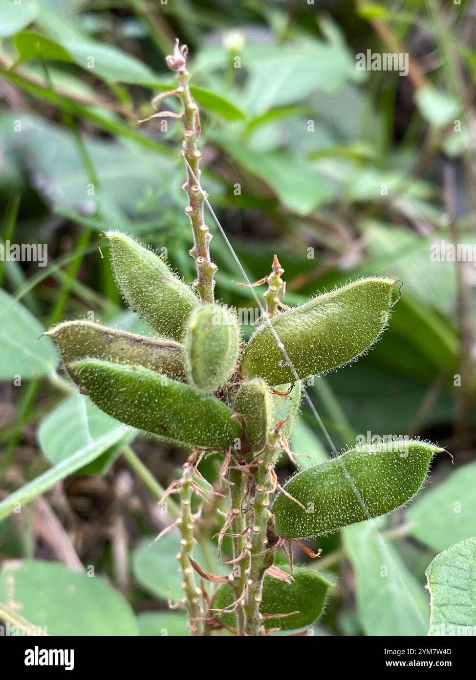 Twining Snoutbean (Rhynchosia tomentosa Stock Photo - Alamy