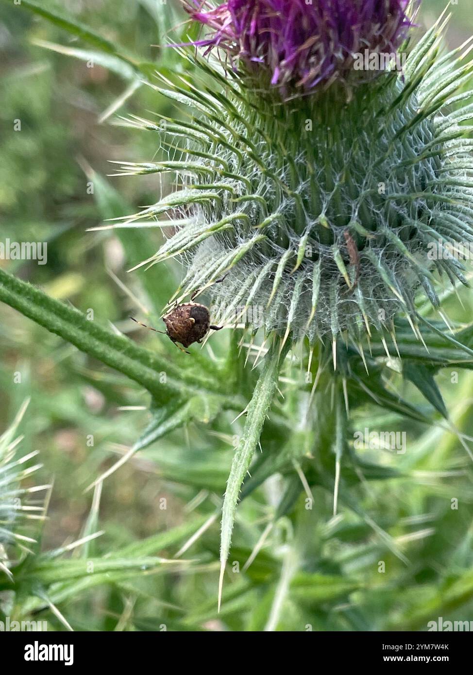 Oncocoris hi-res stock photography and images - Alamy