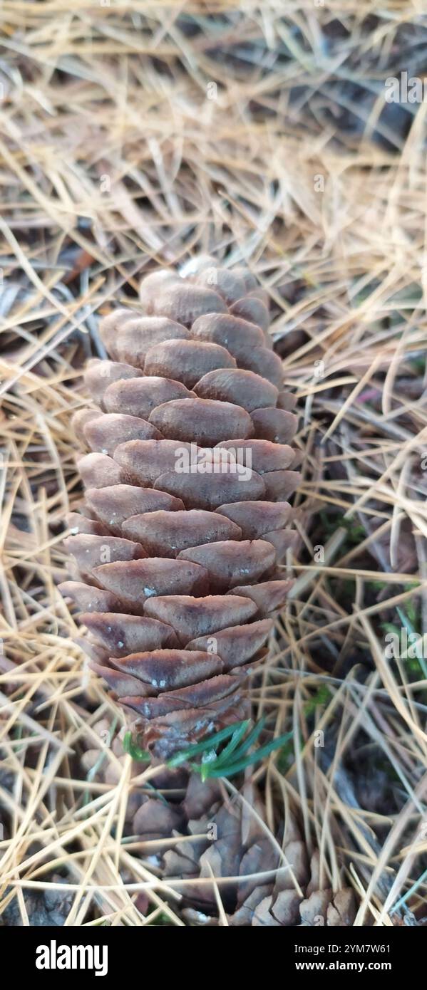 Siberian spruce (Picea obovata Stock Photo - Alamy