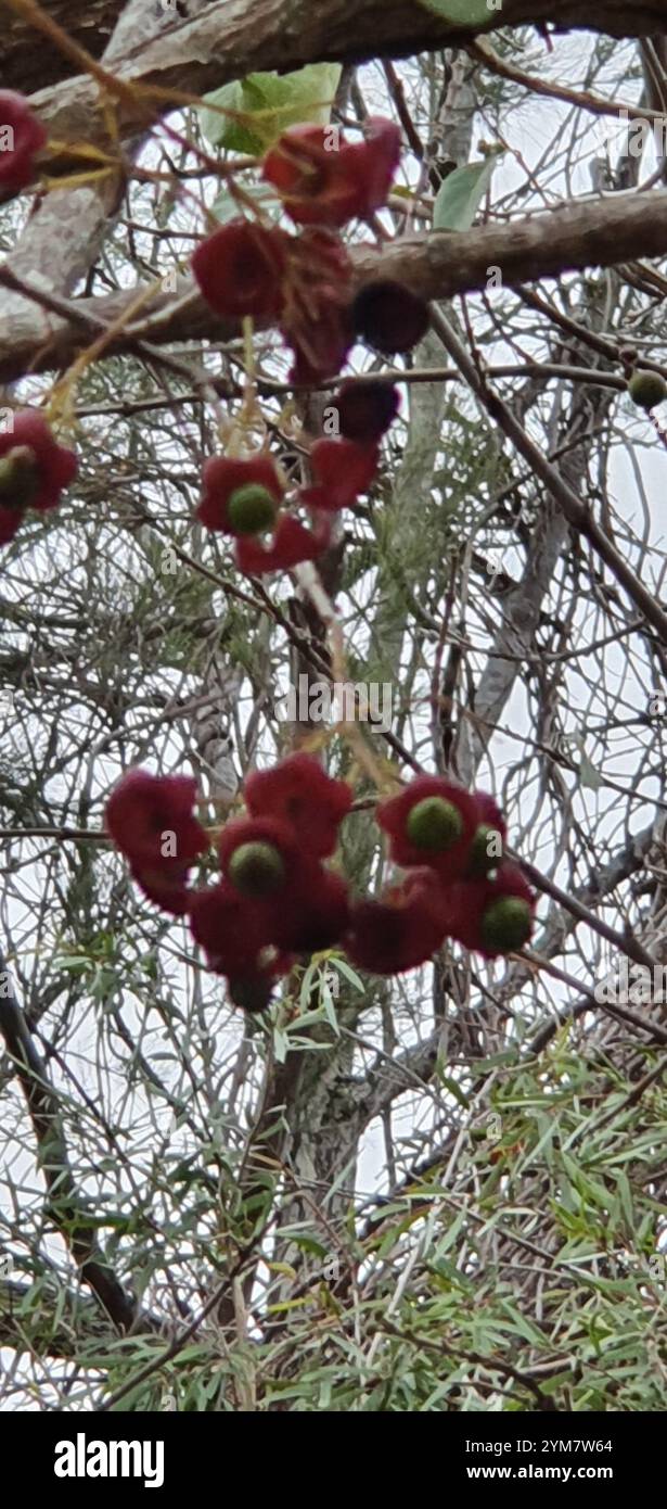 Lolly Bush (Clerodendrum floribundum Stock Photo - Alamy