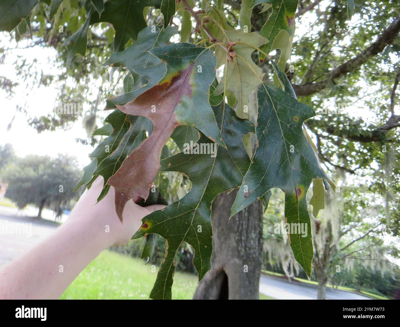 black oak (Quercus velutina Stock Photo - Alamy