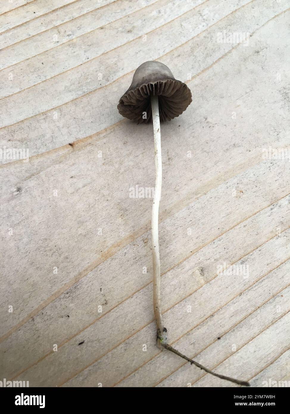 Mower's Mushroom (Panaeolus foenisecii Stock Photo - Alamy