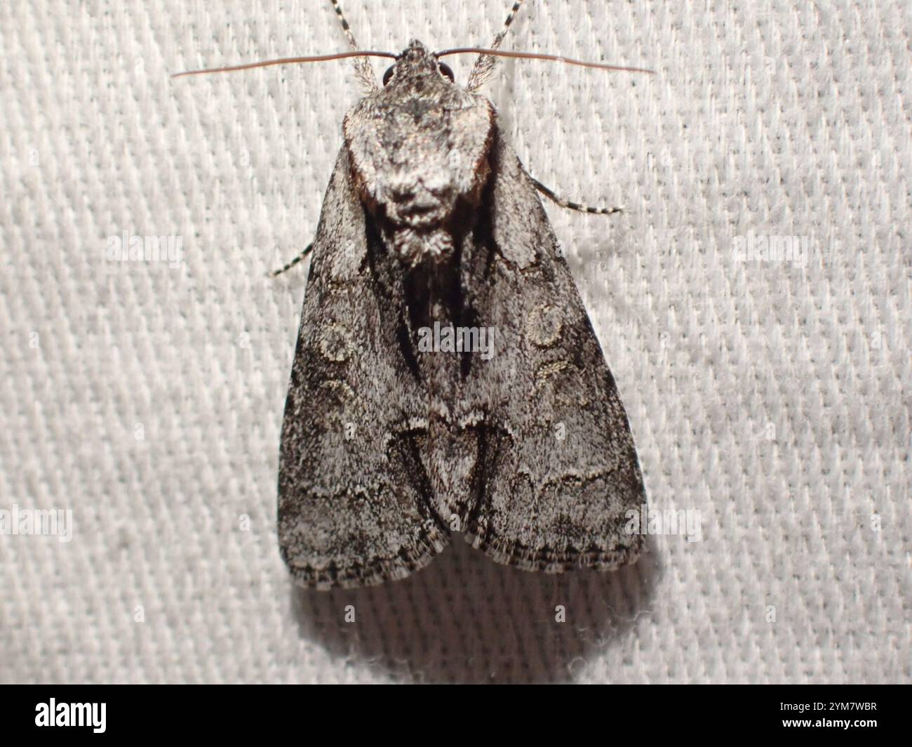 Dagger Moths (Acronicta Stock Photo - Alamy