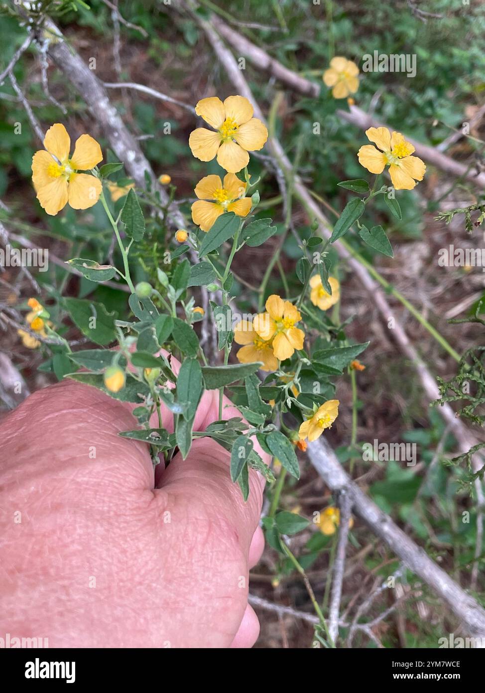 sweet Indian Mallow (Abutilon fruticosum Stock Photo - Alamy