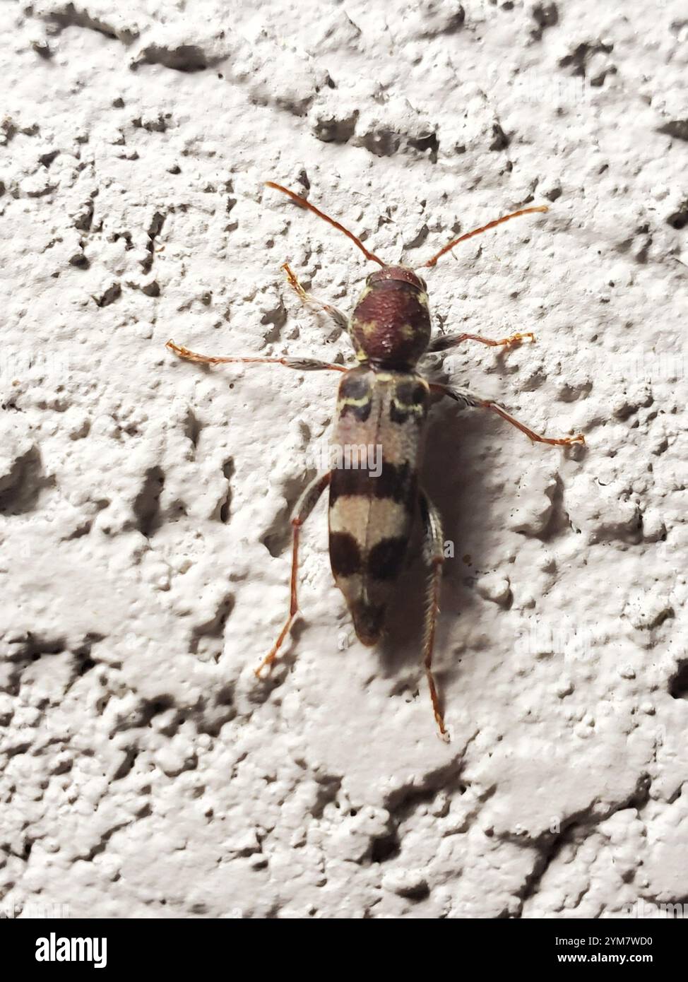 Rustic Borer (Xylotrechus colonus Stock Photo - Alamy