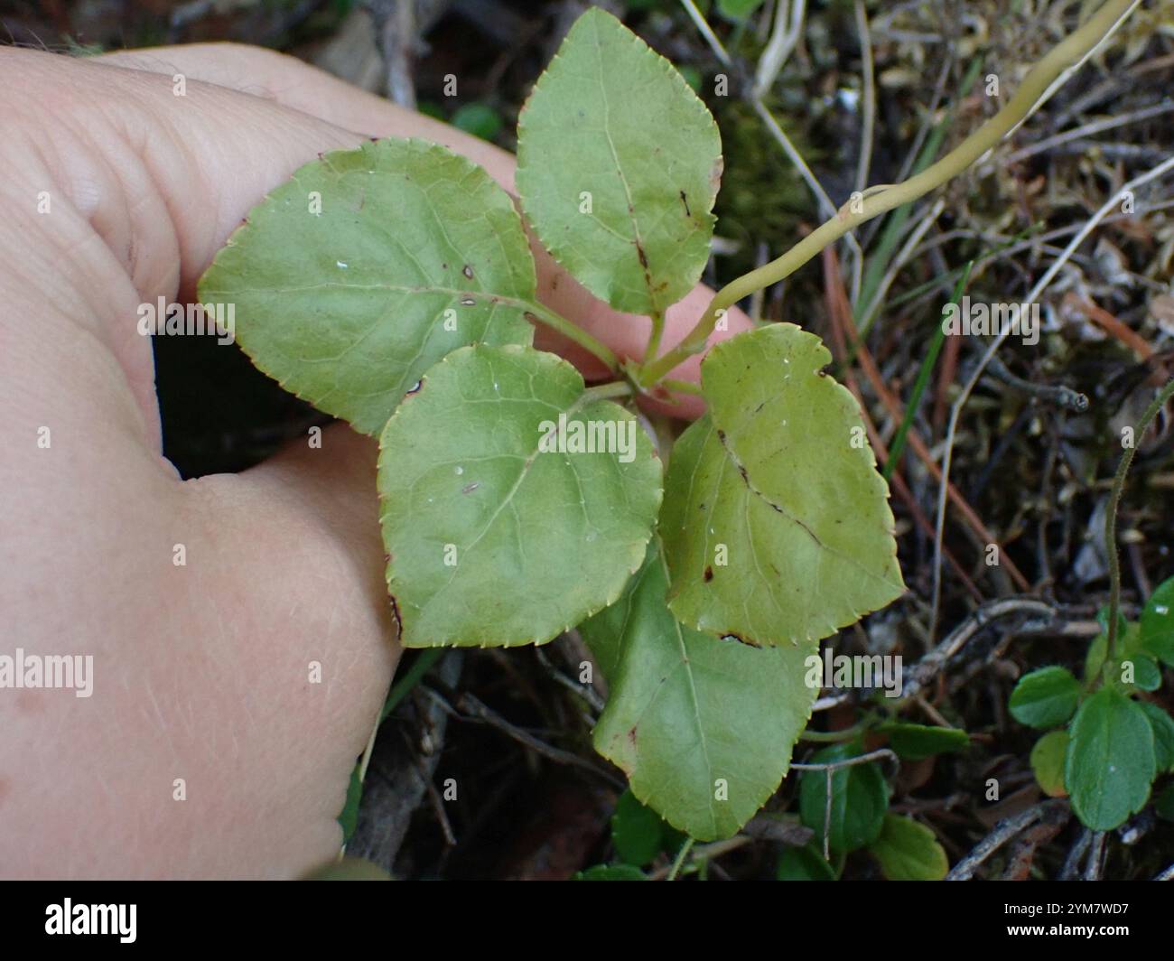 heath family (Ericaceae Stock Photo - Alamy