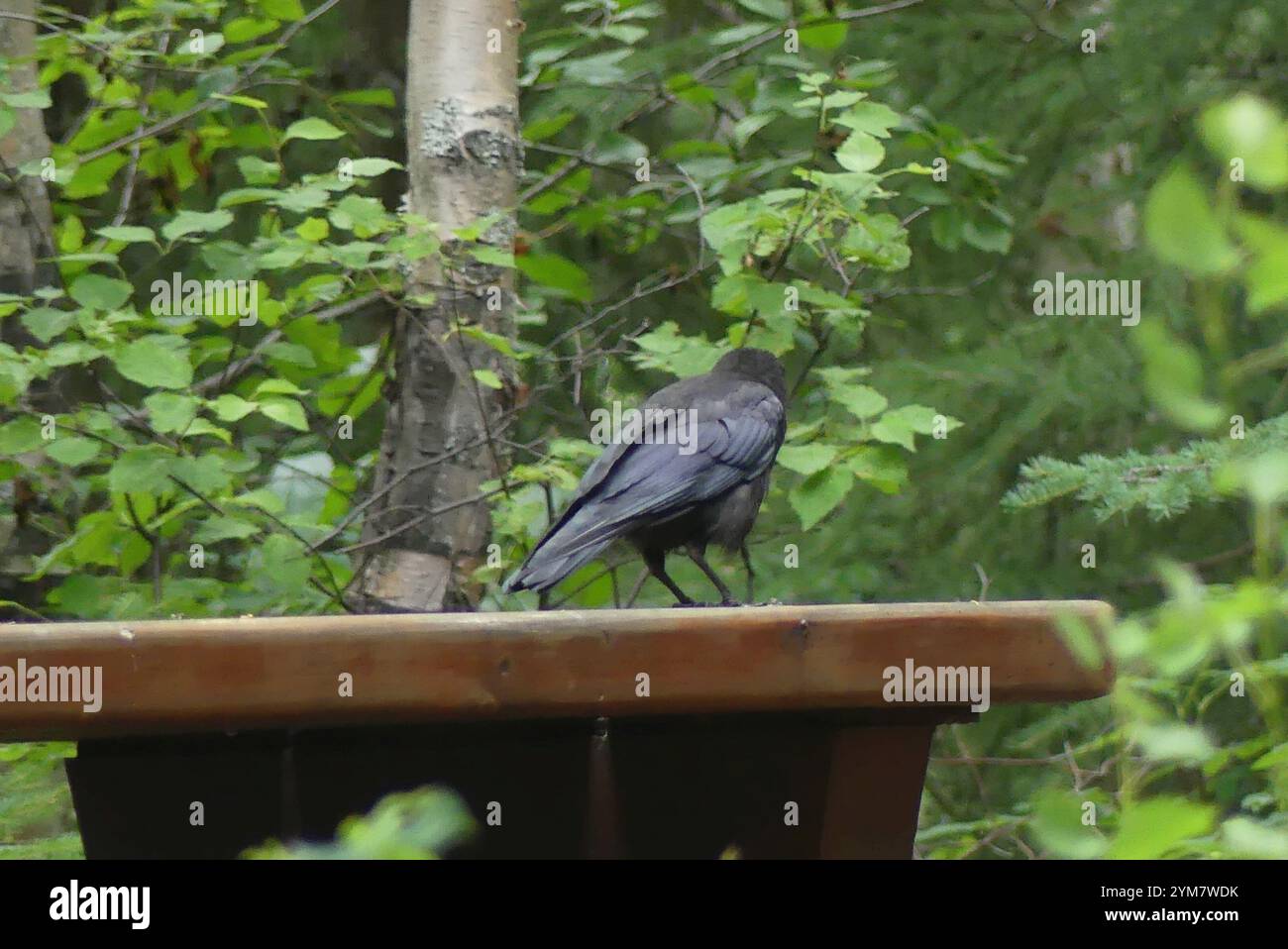 American Crow (Corvus brachyrhynchos Stock Photo - Alamy