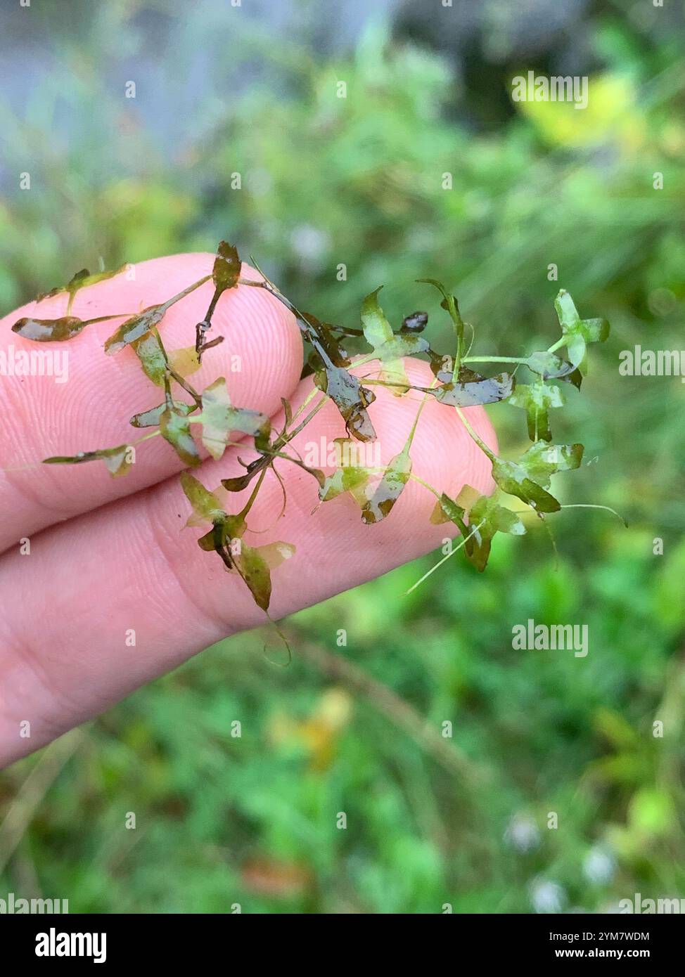 Ivy-leaved Duckweed (Lemna trisulca Stock Photo - Alamy