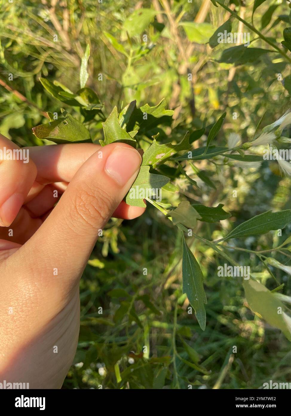 groundsel tree (Baccharis halimifolia Stock Photo - Alamy