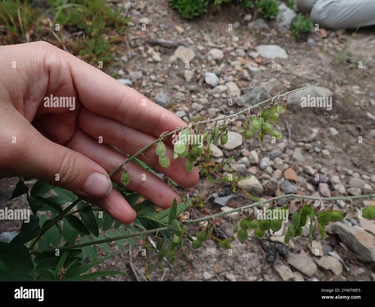 Alpine Sweet-vetch (Hedysarum alpinum Stock Photo - Alamy