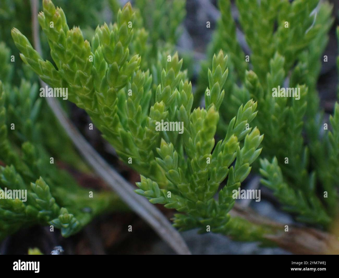 creeping juniper (Juniperus horizontalis Stock Photo - Alamy