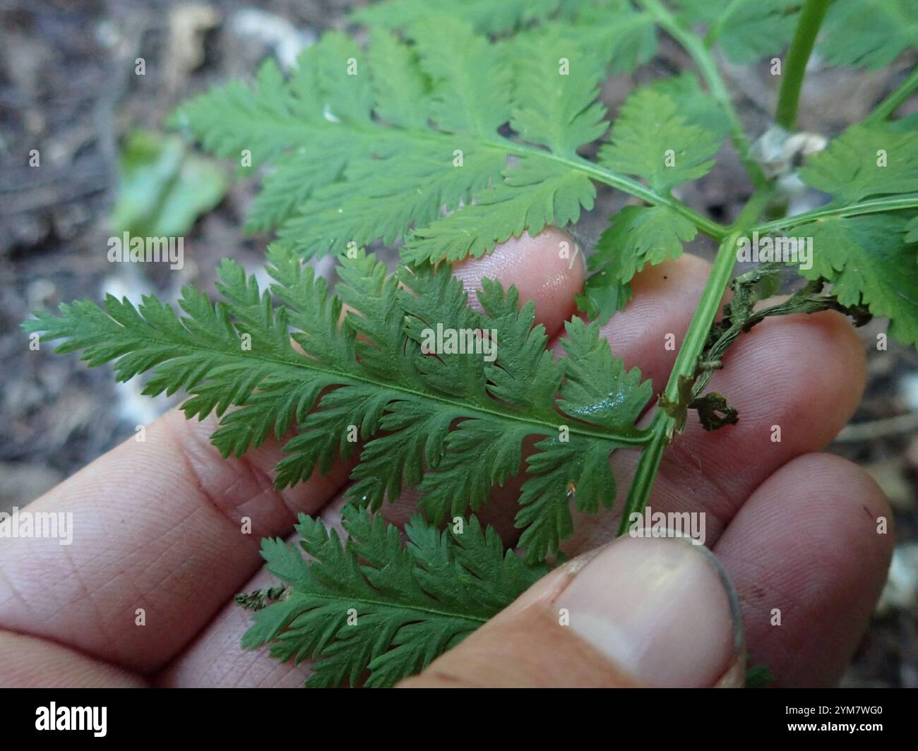 rattlesnake fern (Botrypus virginianus Stock Photo - Alamy
