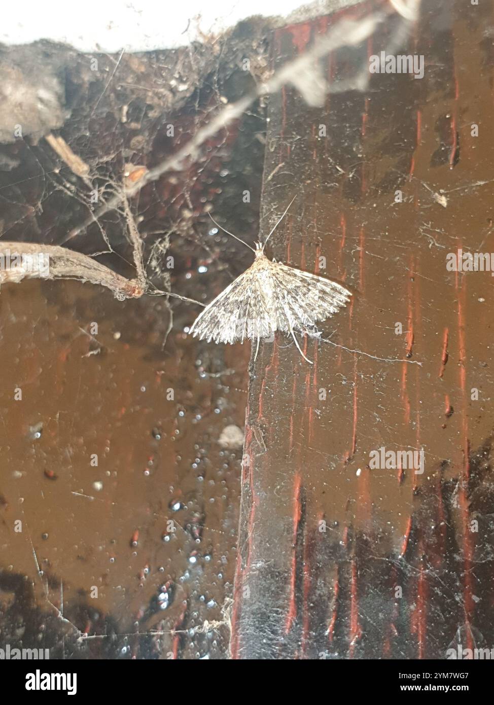 Twenty plume moth alucita hexadactyla hi-res stock photography and ...