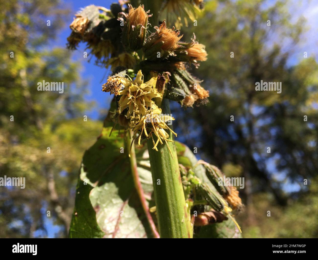 Nabalus crepidineus hi-res stock photography and images - Alamy