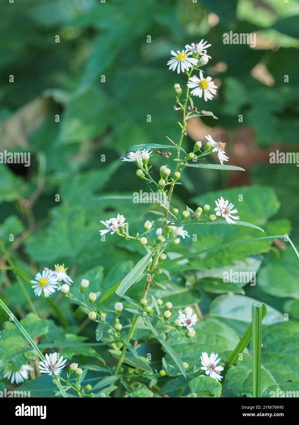 panicled aster (Symphyotrichum lanceolatum Stock Photo - Alamy