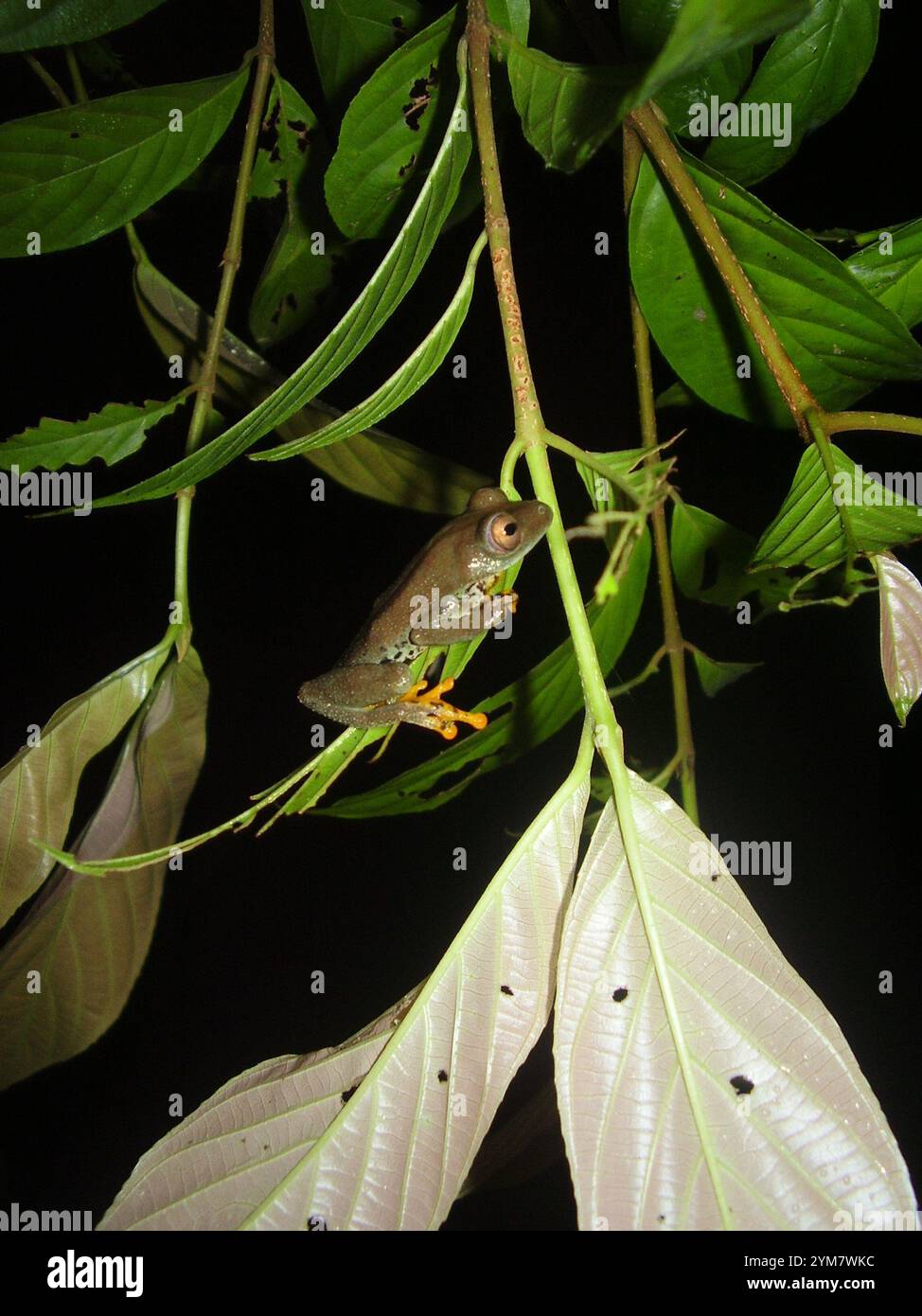 São Tomé Giant Treefrog (Hyperolius thomensis Stock Photo - Alamy