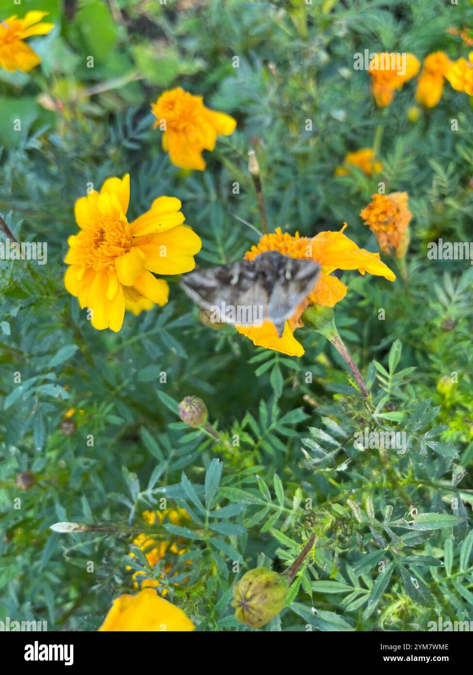 Autographa precationis hi-res stock photography and images - Alamy