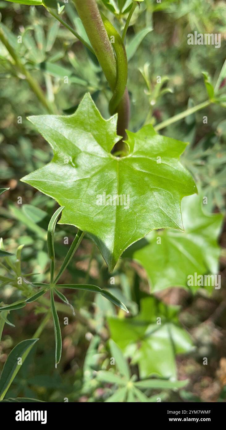 Cape-ivy (Delairea odorata Stock Photo - Alamy