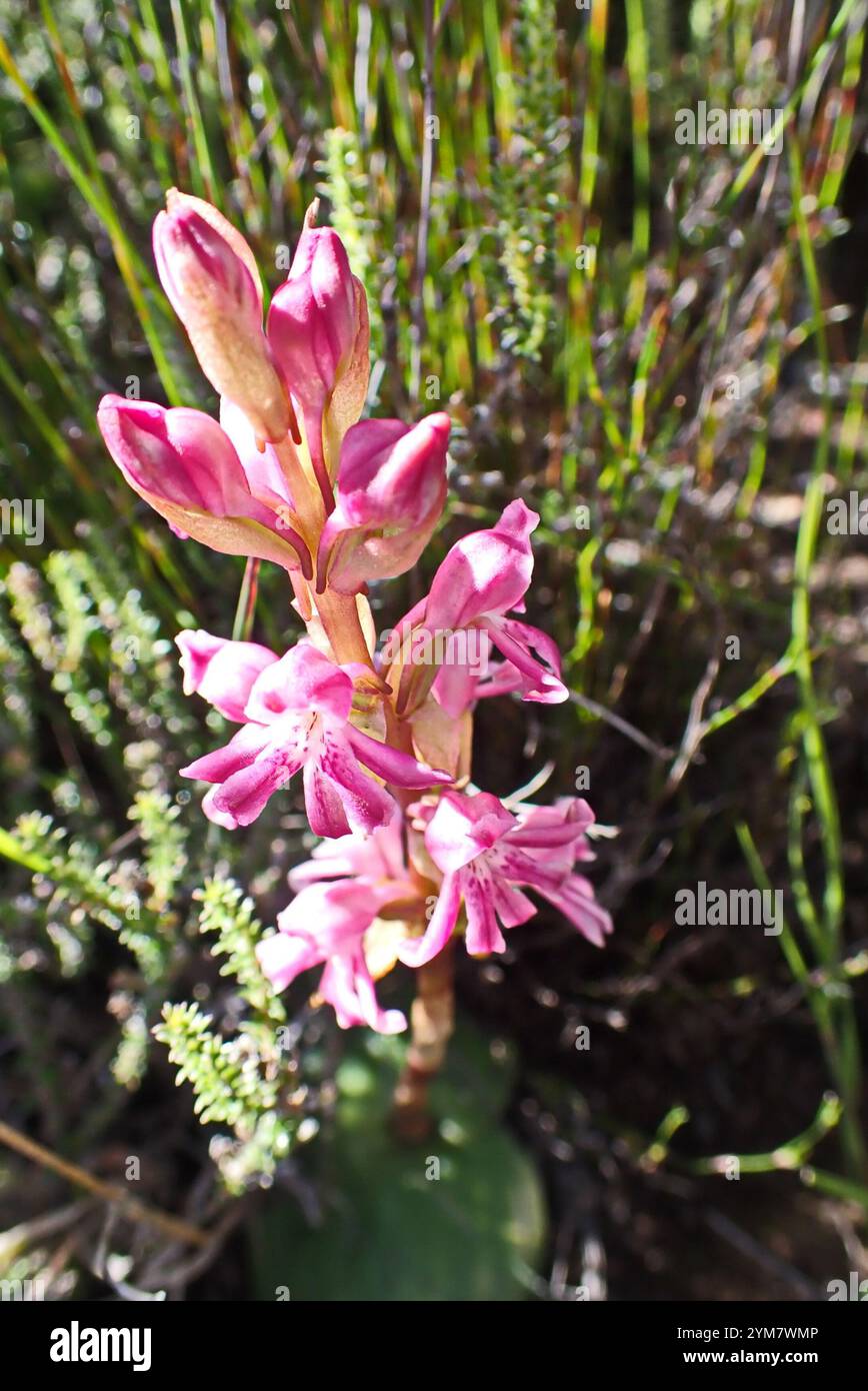 Small Pink Satyre (Satyrium erectum Stock Photo - Alamy