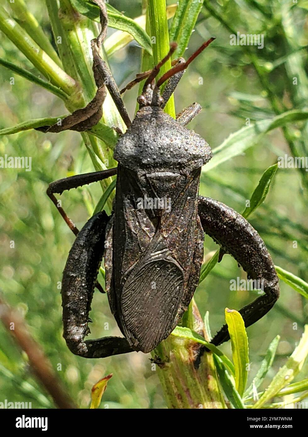 Florida Leaf-footed Bug (Acanthocephala femorata Stock Photo - Alamy