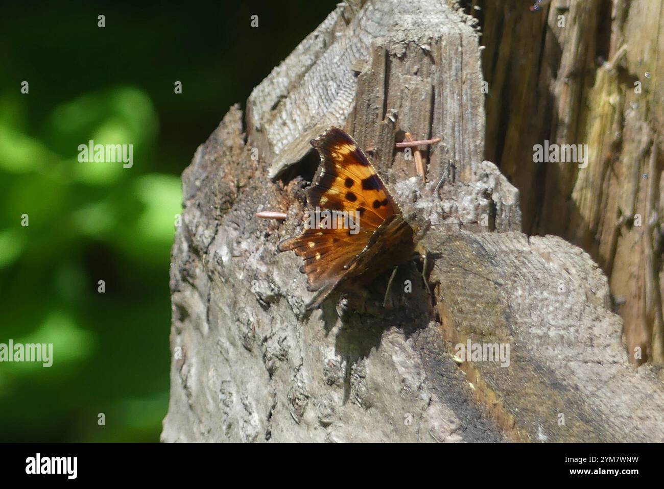 Green Comma (Polygonia faunus Stock Photo - Alamy