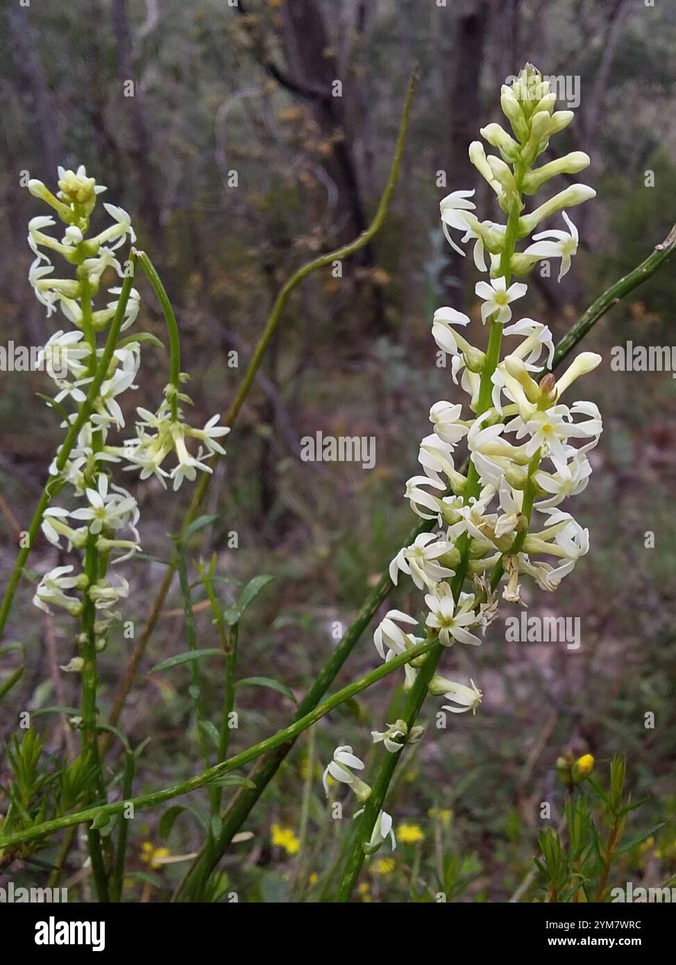 Creamy Candles (Stackhousia monogyna Stock Photo - Alamy