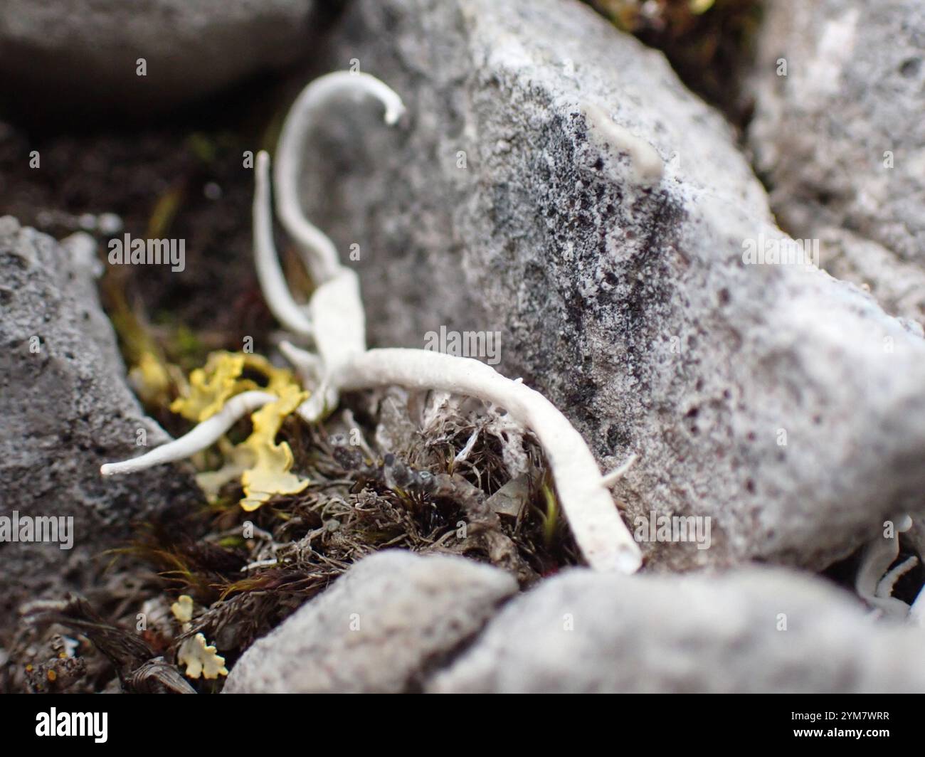 Whiteworm Lichen (Thamnolia vermicularis Stock Photo - Alamy