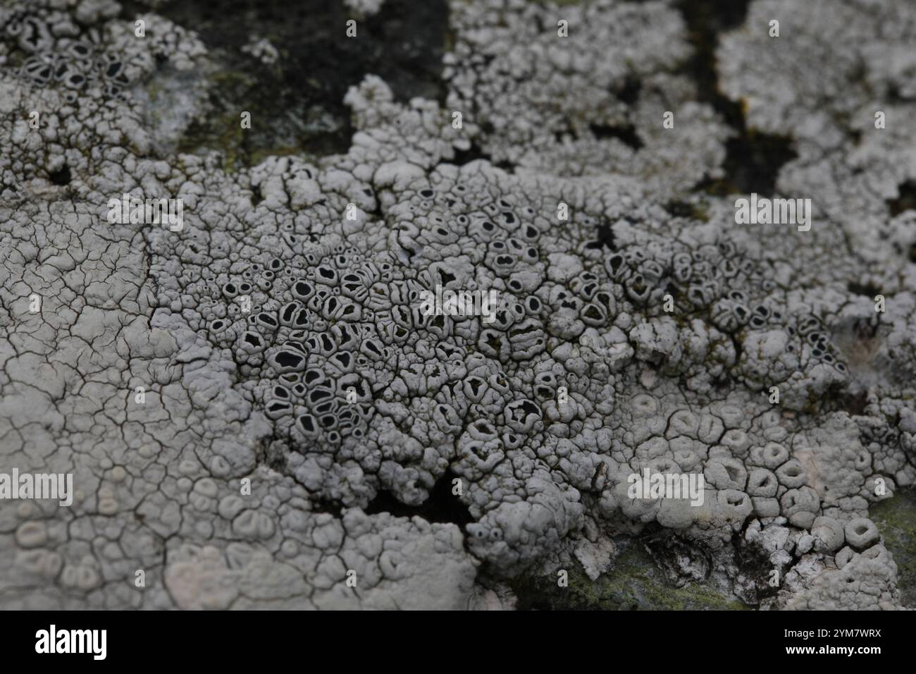 Tile Lichens (Lecidea Stock Photo - Alamy