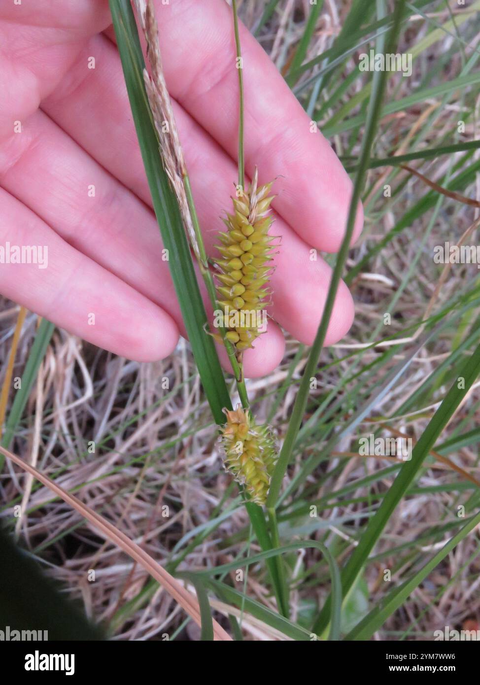 beaked sedge (Carex rostrata Stock Photo - Alamy