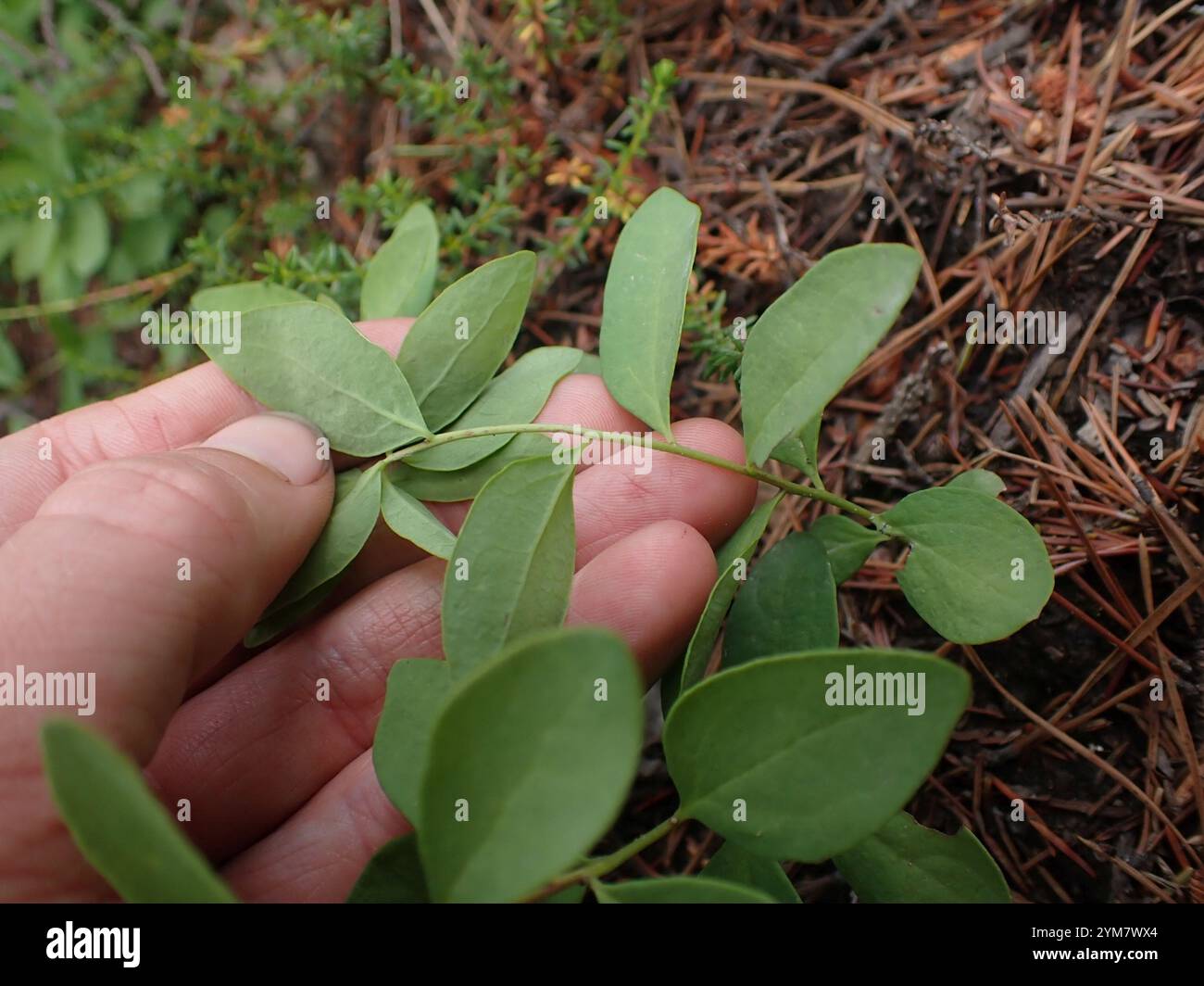 Northern Comandra (Geocaulon lividum Stock Photo - Alamy