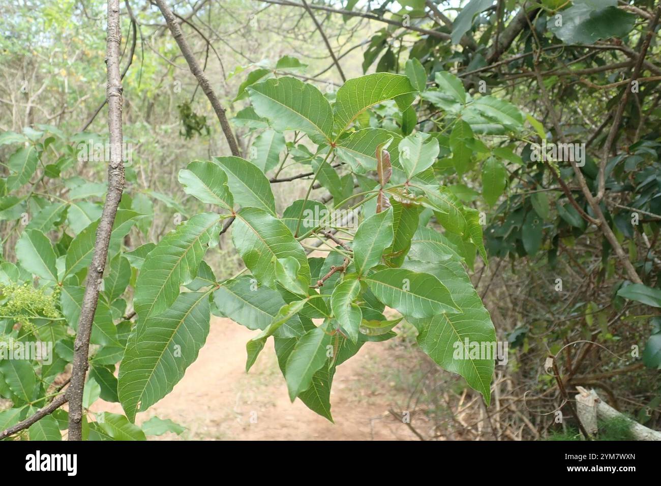 Red Currant-rhus (Searsia chirindensis Stock Photo - Alamy