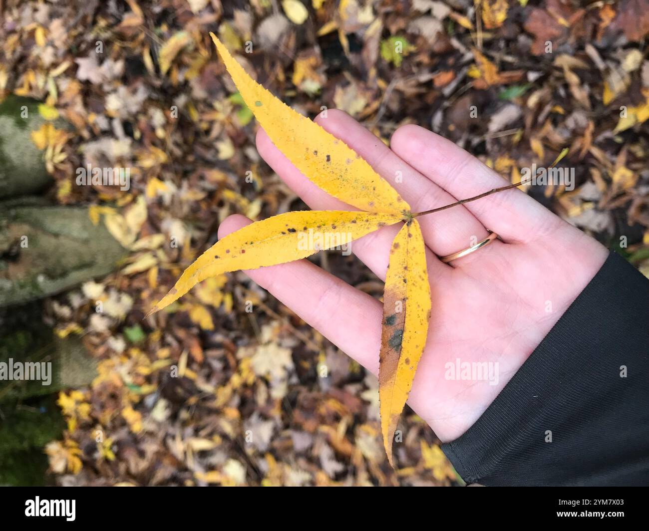 bitternut hickory (Carya cordiformis Stock Photo - Alamy