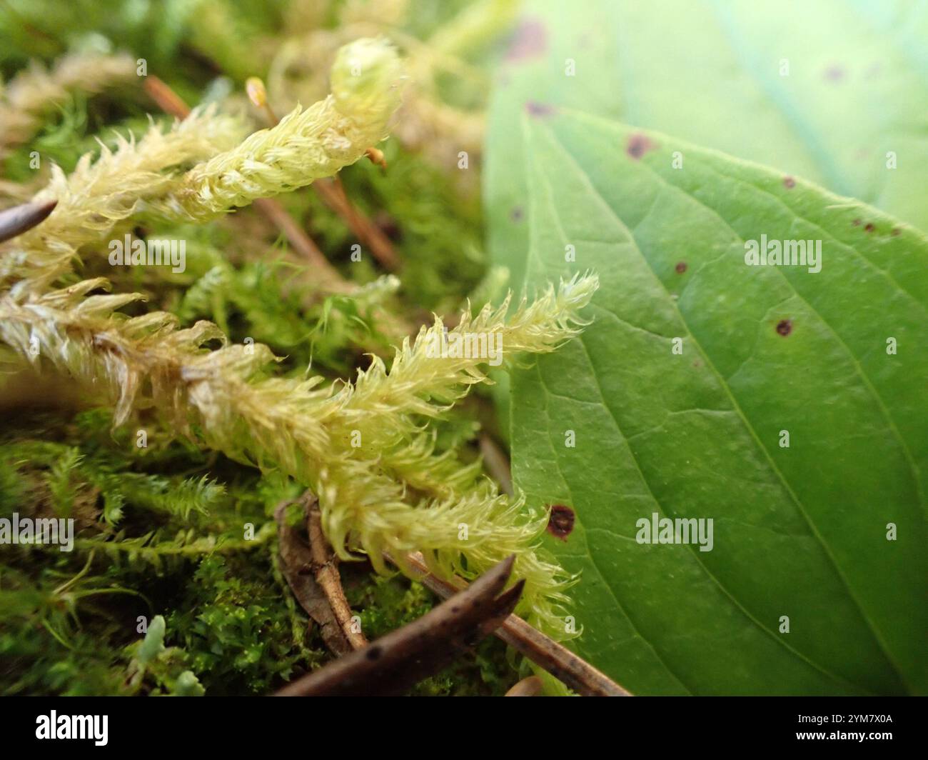 Pipecleaner Moss (Rhytidiopsis robusta Stock Photo - Alamy
