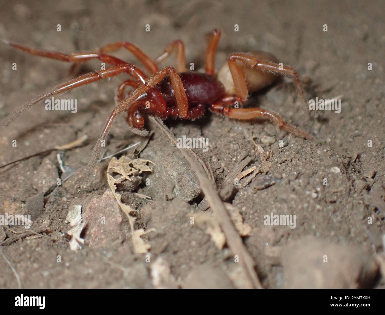 Woodlouse Spider (Dysdera crocata Stock Photo - Alamy